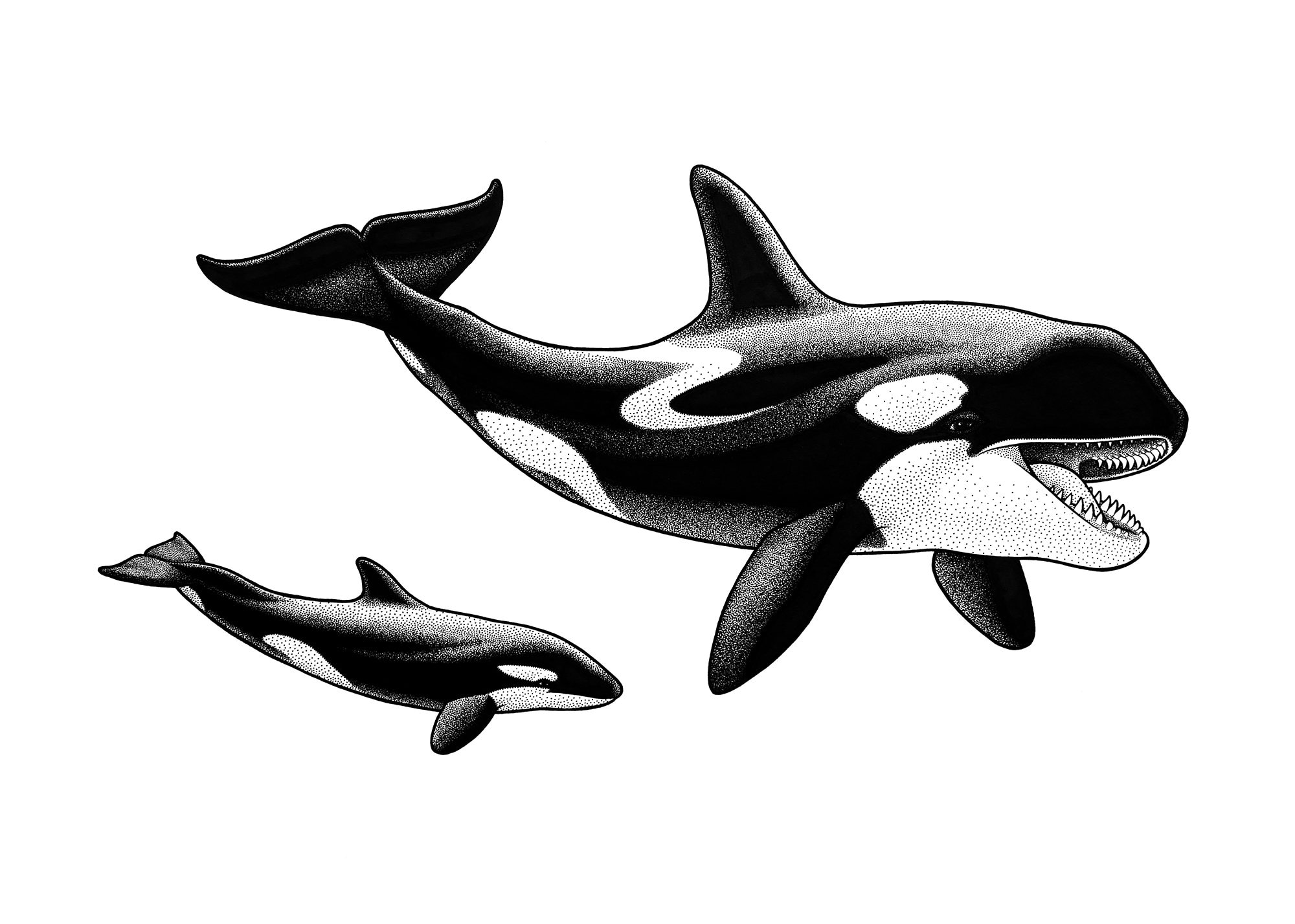 Killer Whale Art Print | Black and White | Orca, Ocean Wall Art ...