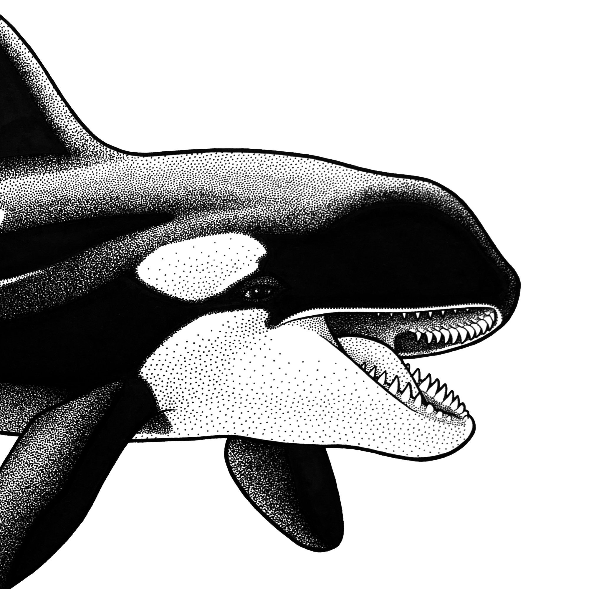 Orca blank greeting card 5.25”x5.25” square Blank Cards Paper Paper ...