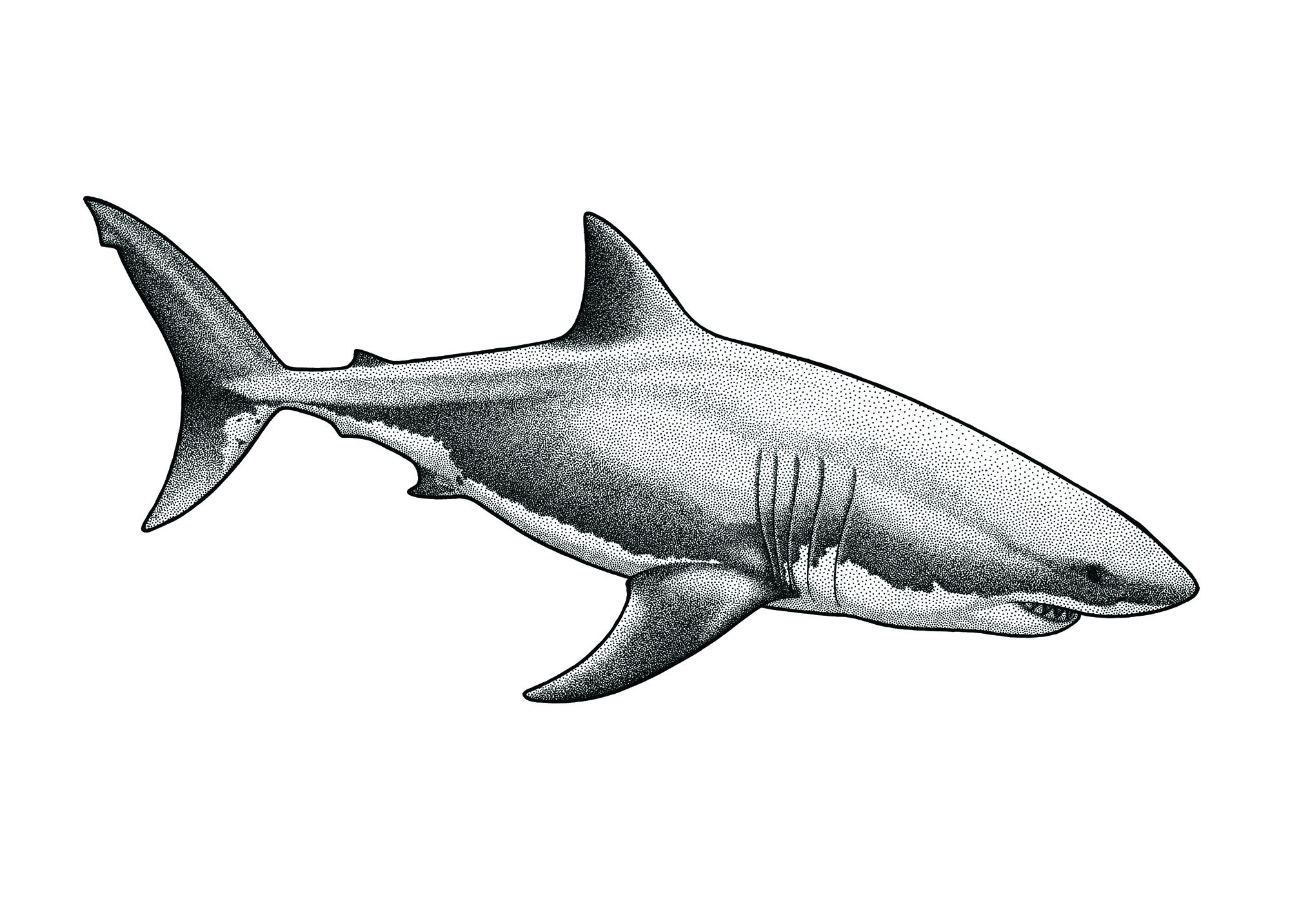 Calico Tote Bag Great White Shark Shopping Reusable Grocery Black and ...