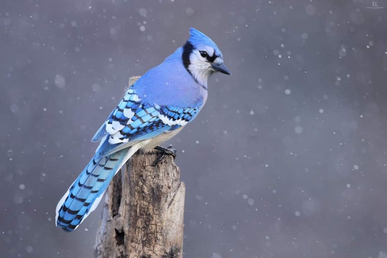 Blue Jay in Snow Up-cycled Repurposed Vintage Costume Jewelry Collage ...