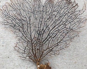 Coral Sea Fan | Etsy