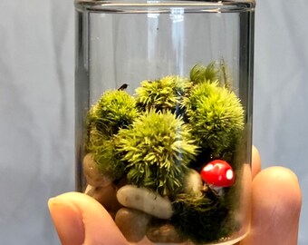 Desktop Terrarium - Etsy