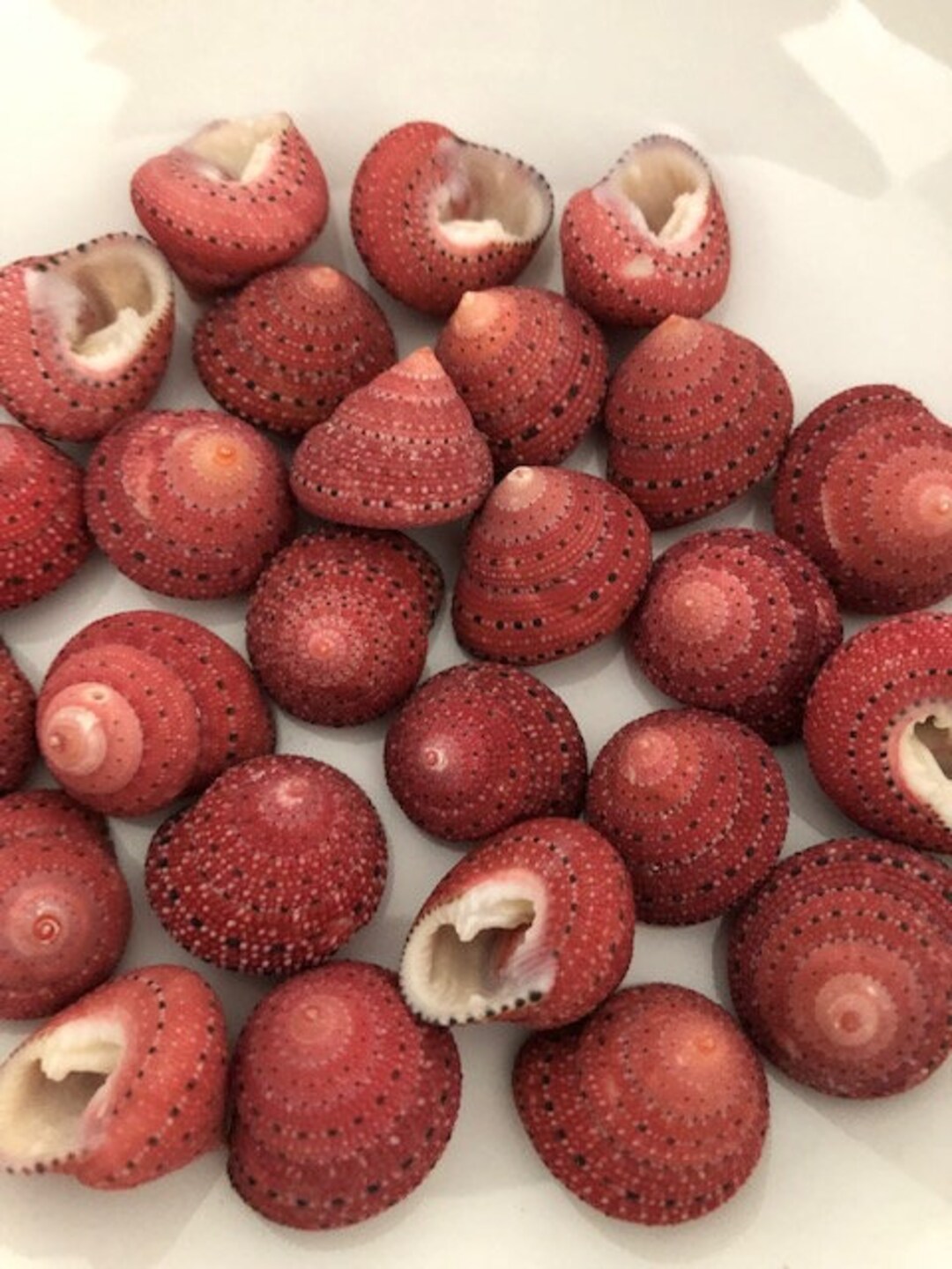 Extraordinary Rare Strawberry Red Top Seashell 0.50 - Etsy