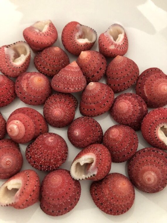 Extraordinary Rare Strawberry Red Top Seashell // 0.50 | Etsy