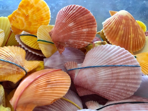 Natural Colors Beautiful Shells 6pcs Assorted Colored | Etsy