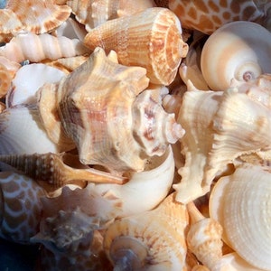 Assorted Sea Shell Medium Small Mix Beach Variety of - Etsy