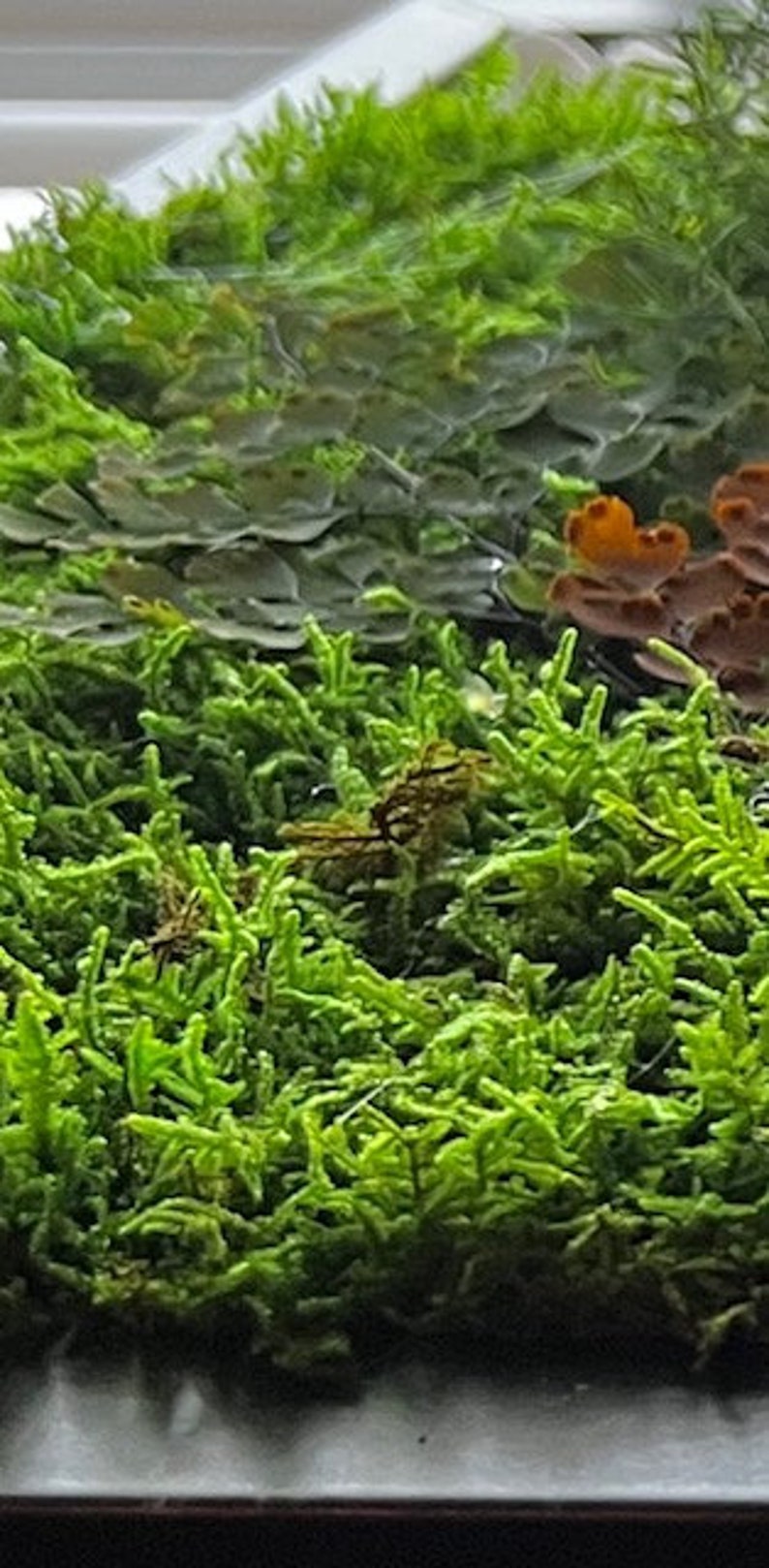 Unique Moss Wall Art Black Moss Wall Art Framed 17 X - Etsy