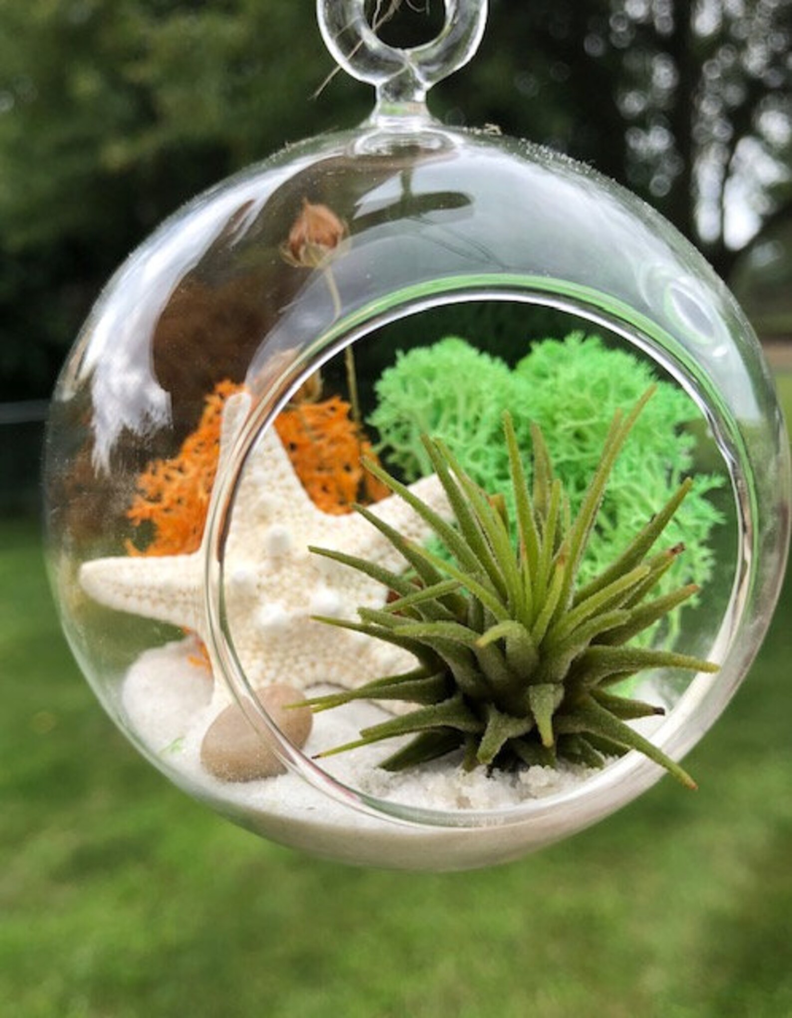 Small Air Plant Terrarium Kit / Glass Globe/ Small Hanging | Etsy