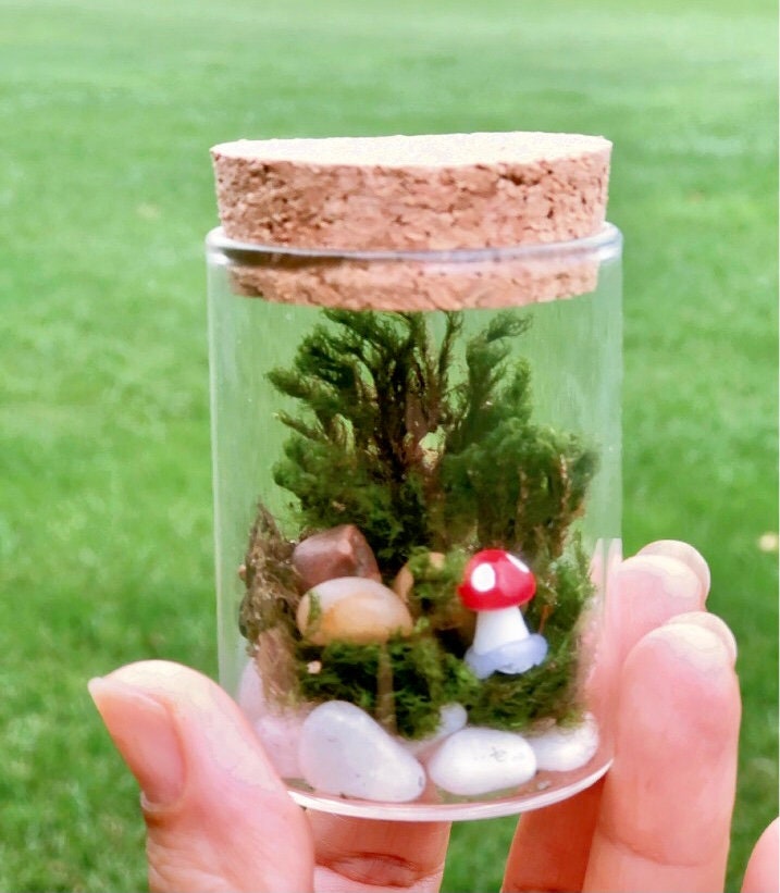 Small Live Moss Terrarium With Cork Lid Live Plant Terrarium - Etsy
