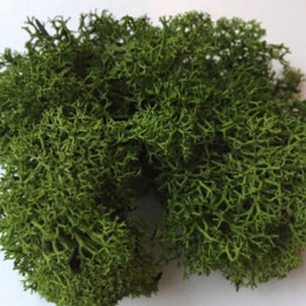 Decorative Moss - Etsy