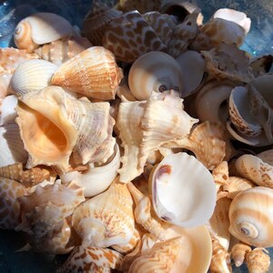 Assorted Sea Shell Medium Small Mix Beach Variety of - Etsy