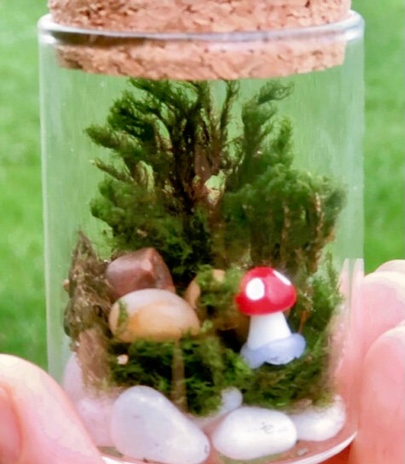 Small Live Moss Terrarium With Cork Lid Live Plant Terrarium - Etsy