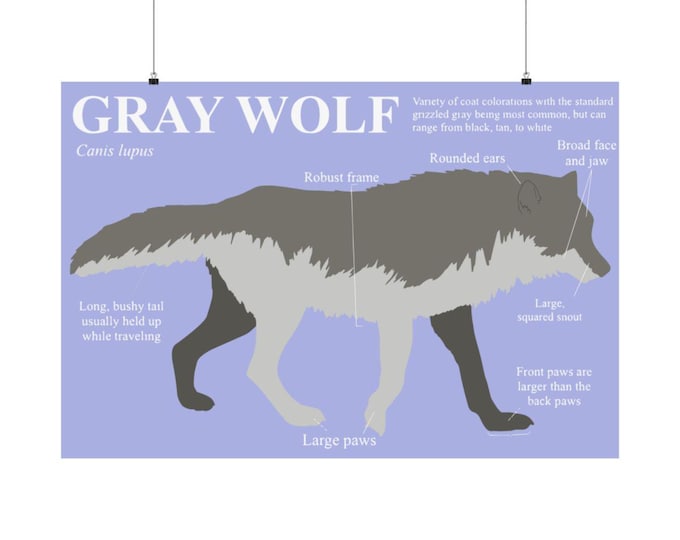 Wolf Diagram Poster, Wildlife Education Wall Art, Anatomy Facts Drawing ...