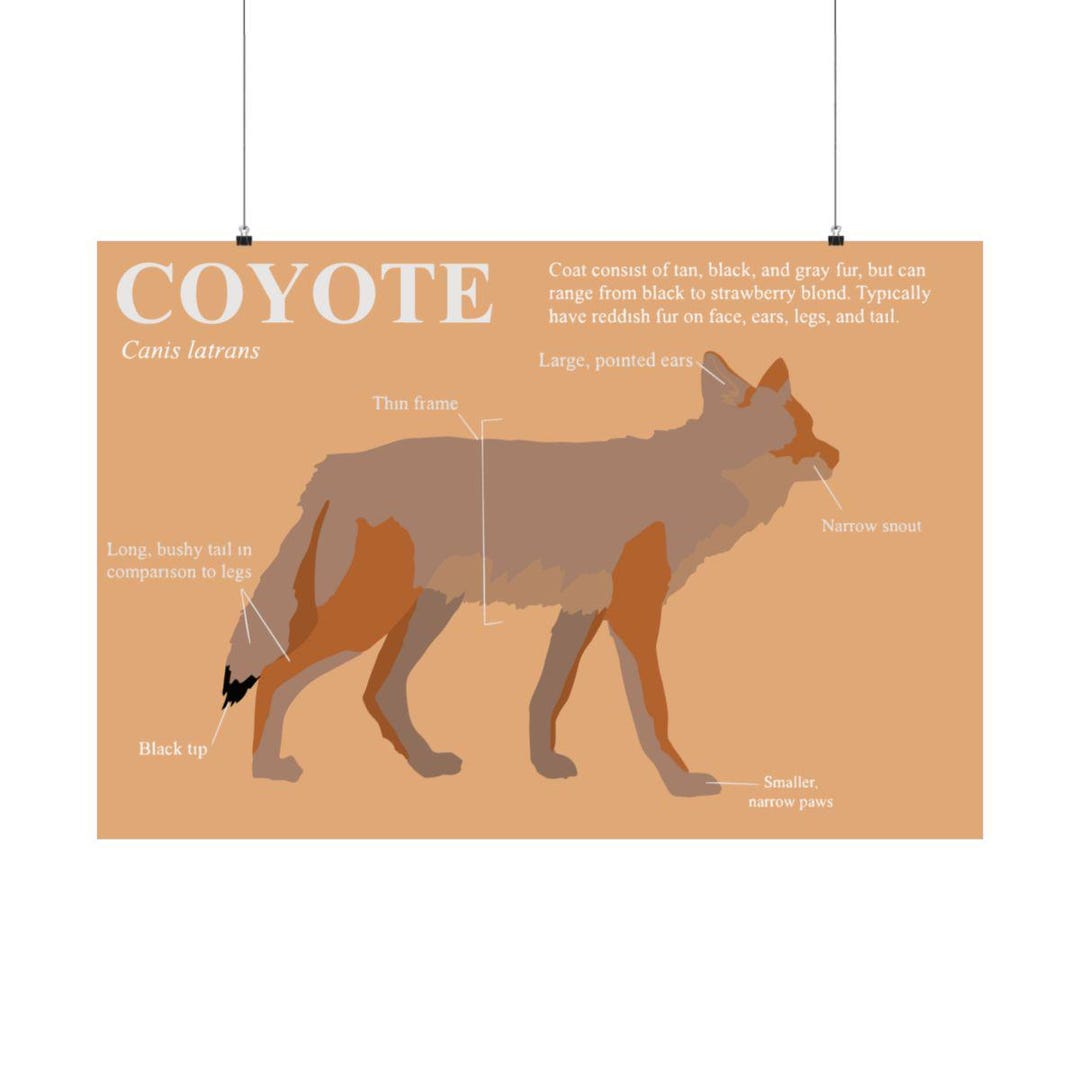 Poster Print, Wildlife Coyote Anatomy Diagram Educational Wall Art ...