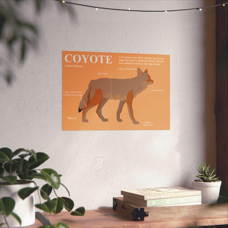 Poster Print, Wildlife Coyote Anatomy Diagram Educational Wall Art ...