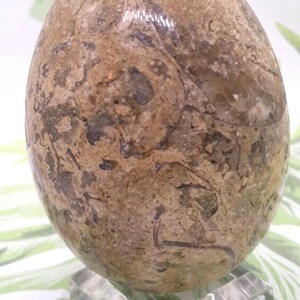 Stone Fossil Egg Hand Carved and Polished With Stand 3" - Etsy