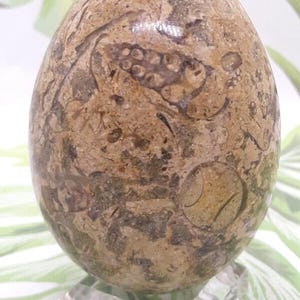 Stone Fossil Egg Hand Carved and Polished With Stand 3" - Etsy