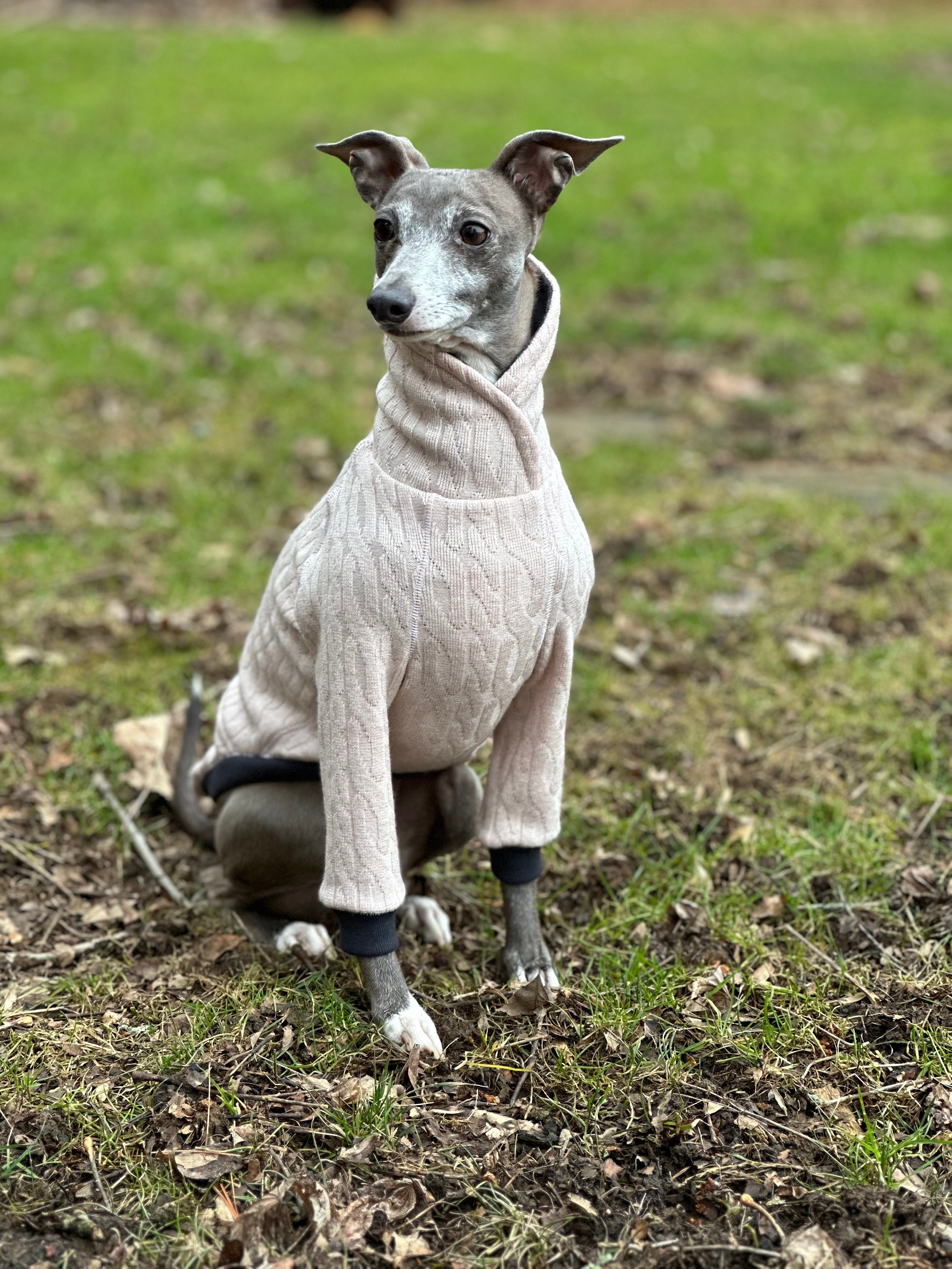 Grey Miniature Italian Greyhound