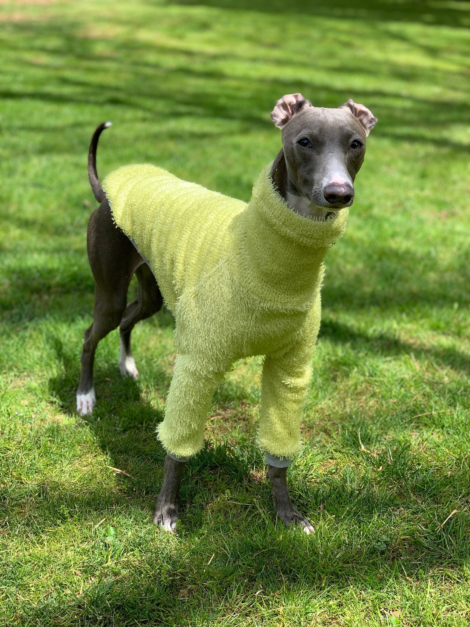 Italian Greyhound NOOD: Fuzzy Turtle Made to Order | Etsy