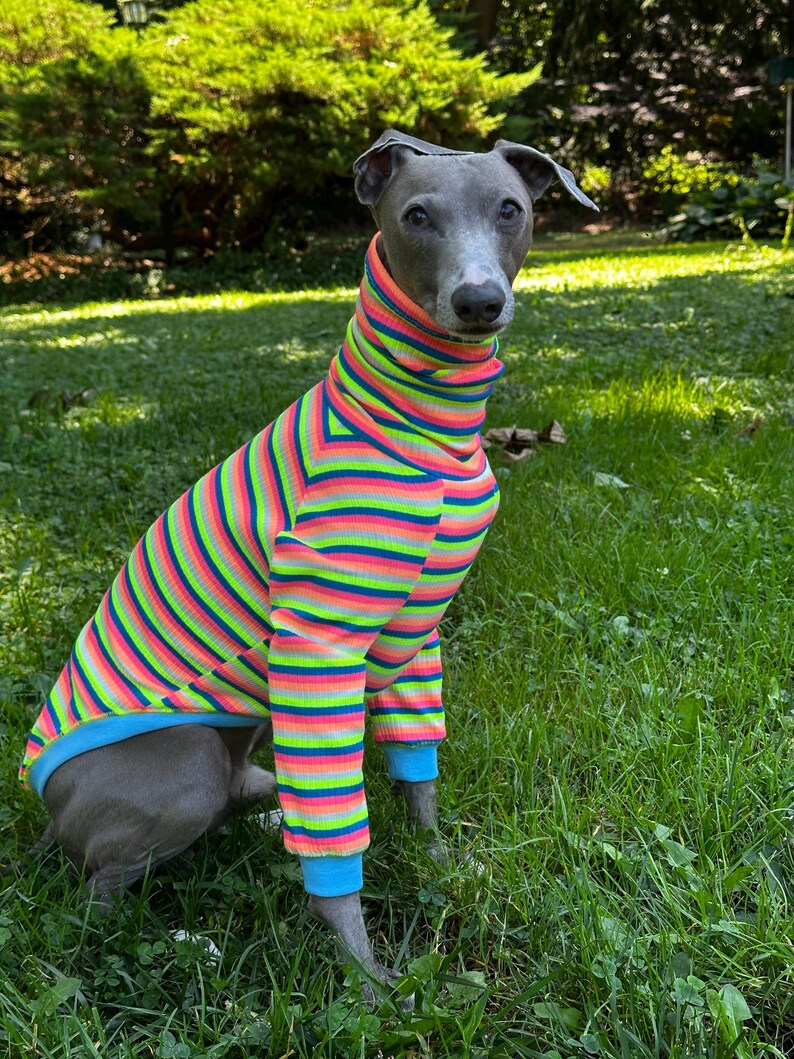 Italian Greyhound NOOD: Neon Stripe Turtle - Made to Order - Etsy