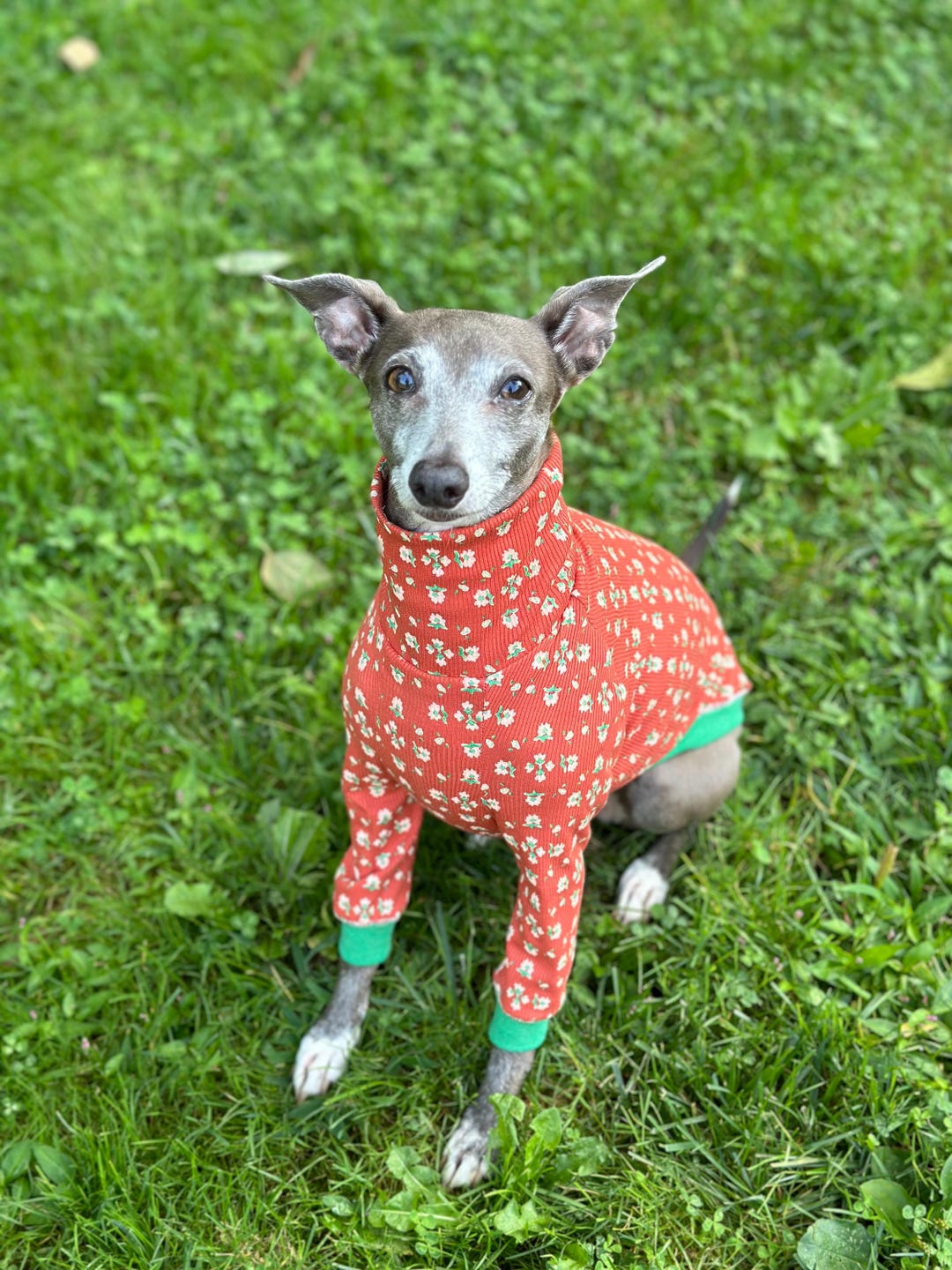 Italian Greyhound NOOD: Fall Floral Rib Turtle- Made to Order - Etsy