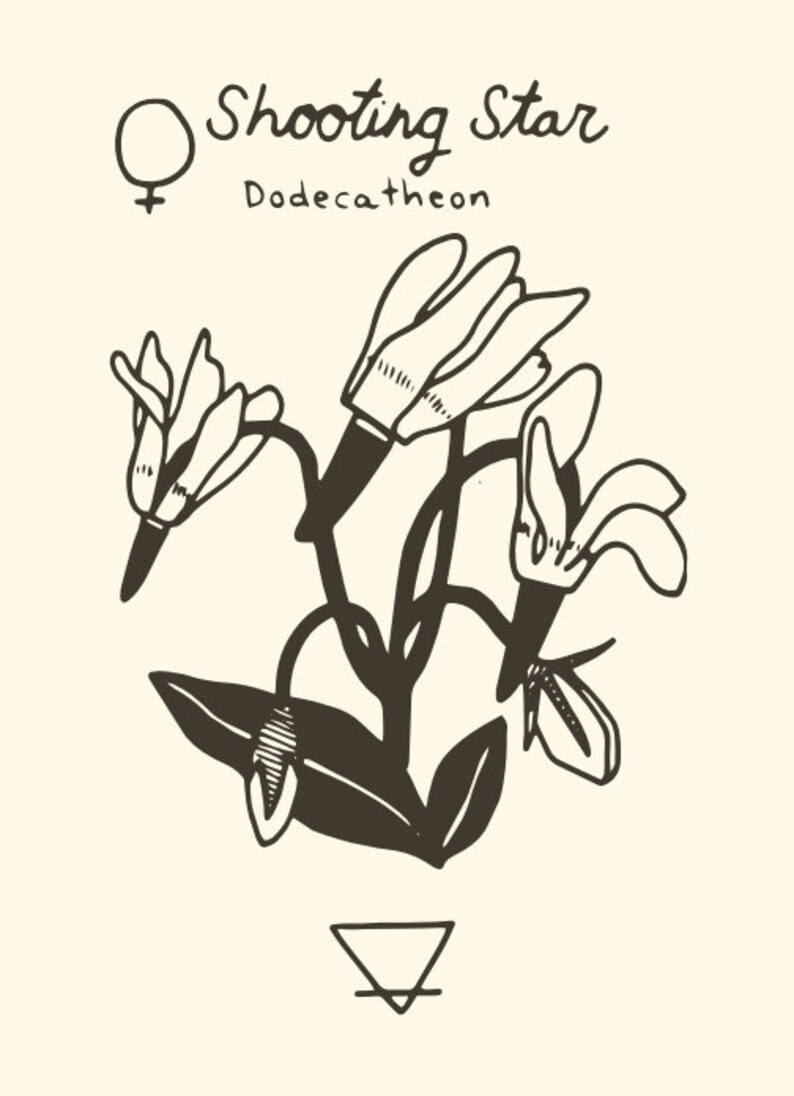 Shooting Star Flower Essence - Etsy