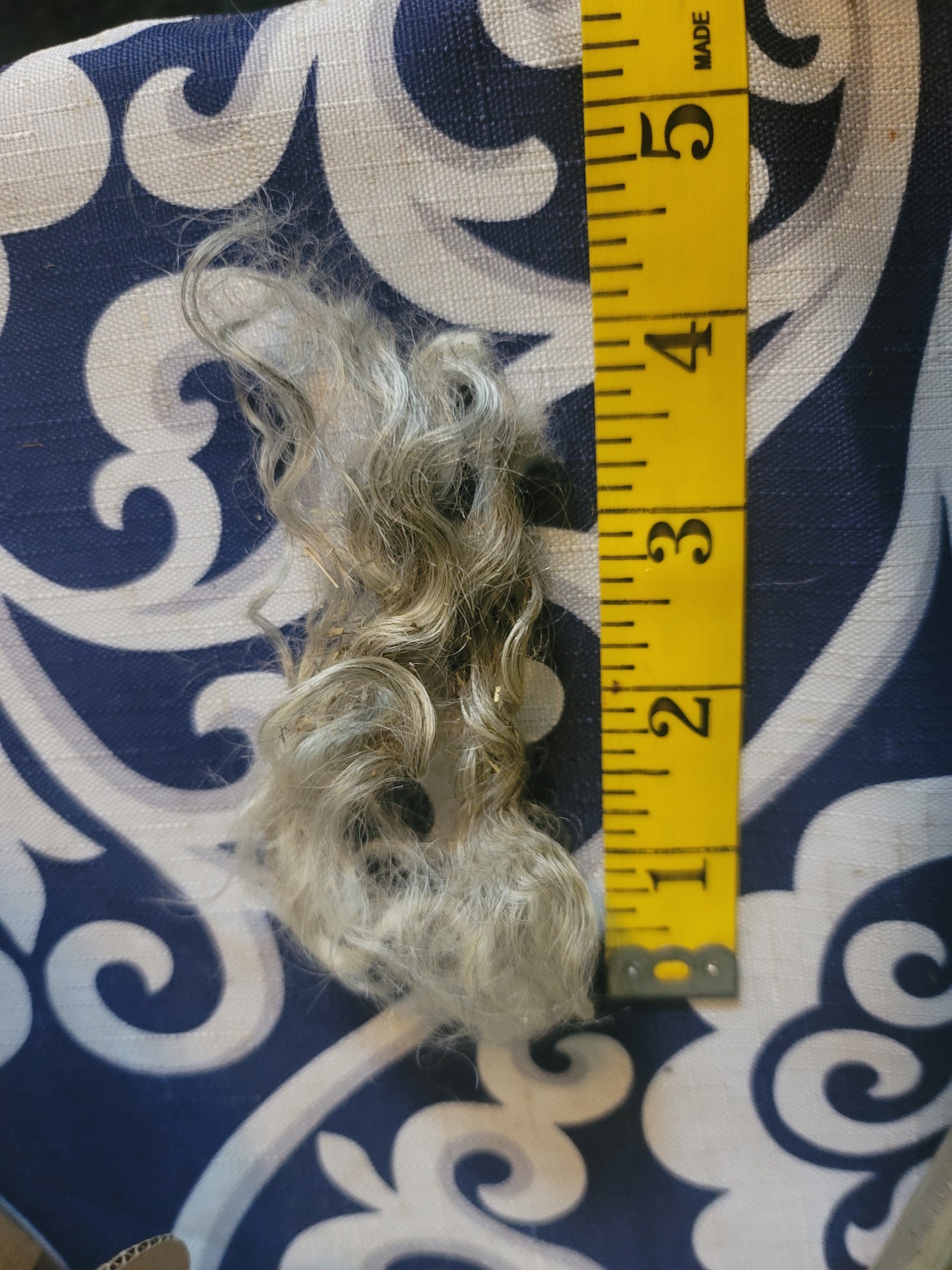 Raw Wool Lincoln Longwools Natural Colored - Etsy
