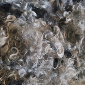 Raw Wool Lincoln Longwools Natural Colored - Etsy