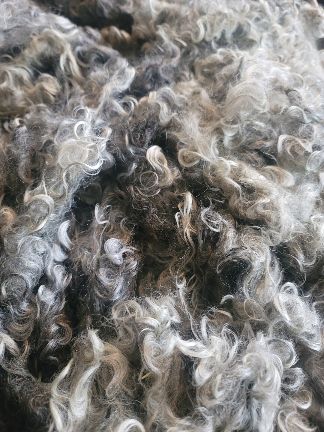 Raw Wool Lincoln Longwools Natural Colored - Etsy