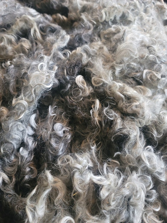 Raw Wool Lincoln Longwools Natural Colored - Etsy