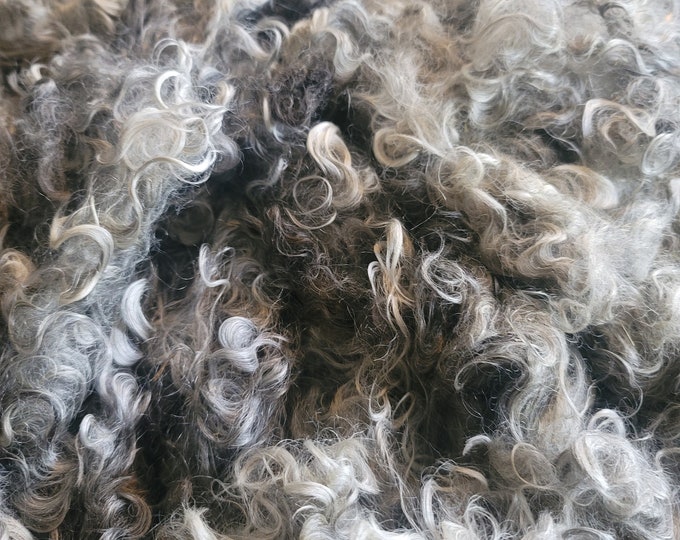 Raw Wool Lincoln Longwools Natural Colored - Etsy