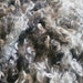 Raw Wool Lincoln Longwools Natural Colored - Etsy