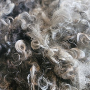 Raw Wool Lincoln Longwools Natural Colored - Etsy
