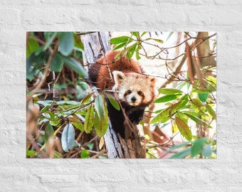 Red Panda Factsheet. Instant Digital Download. Home School Printable ...
