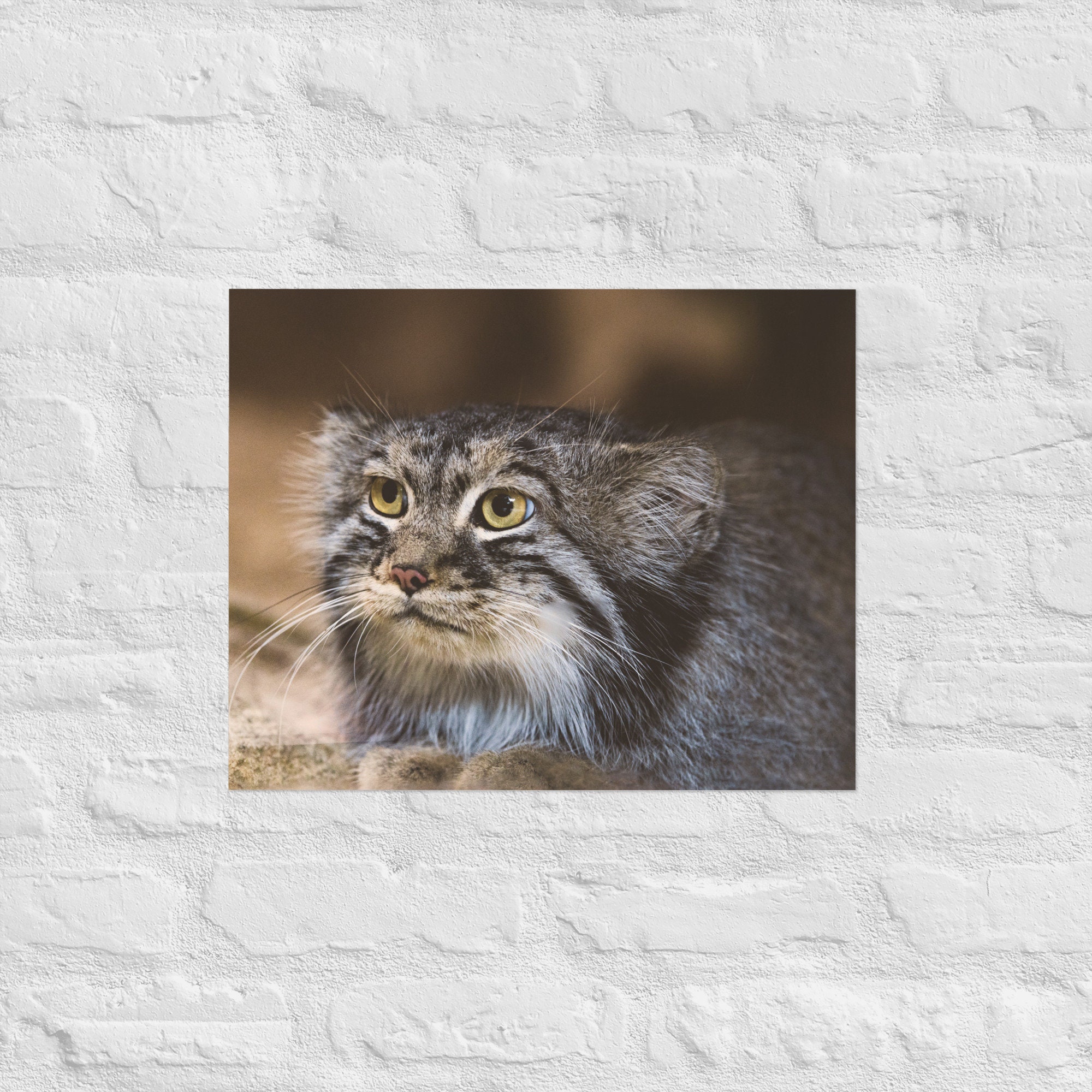 Pallas Cat Portrait Poster - Etsy