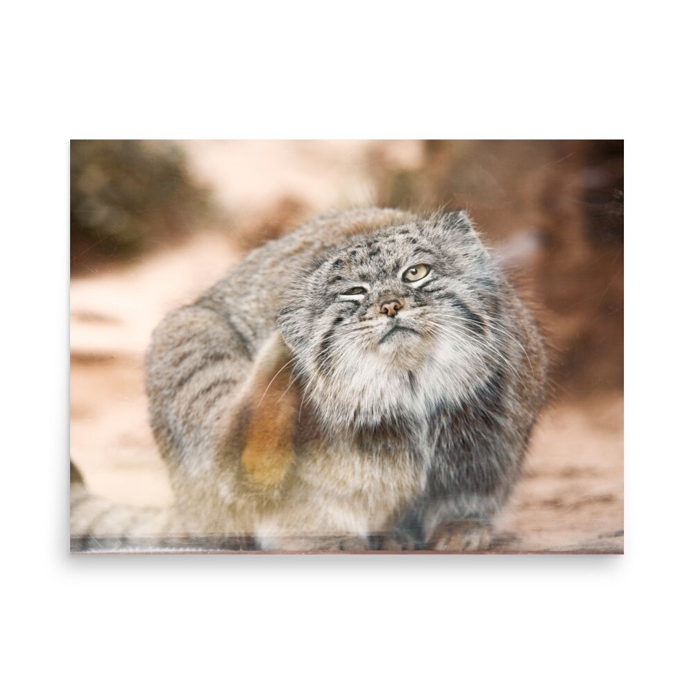 Pallas's Cat Cute / Manul Cat Poster - Etsy