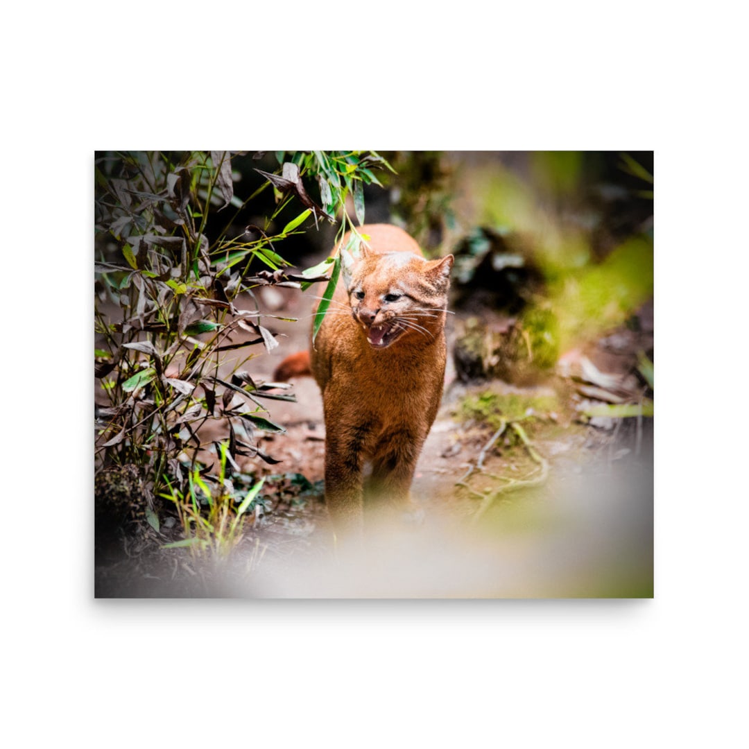 Jaguarundi Eyra / Wildcat / Wildlife Photography Poster - Etsy