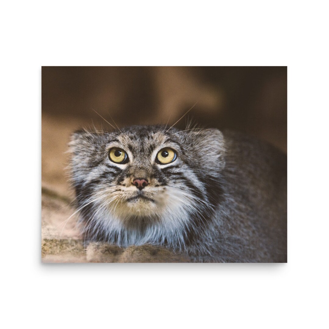 Pallas Cat Portrait Poster - Etsy