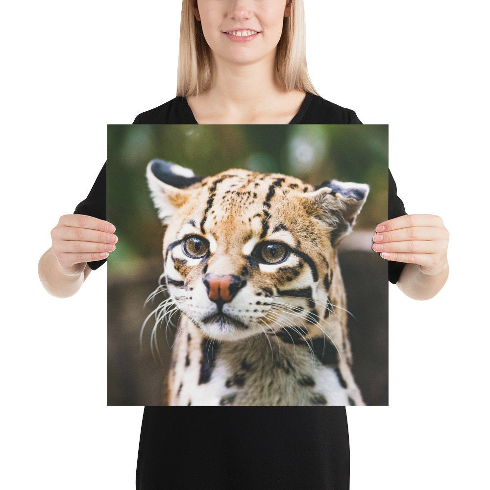 Ocelot Cheetah Leopard Portrait Poster - Etsy