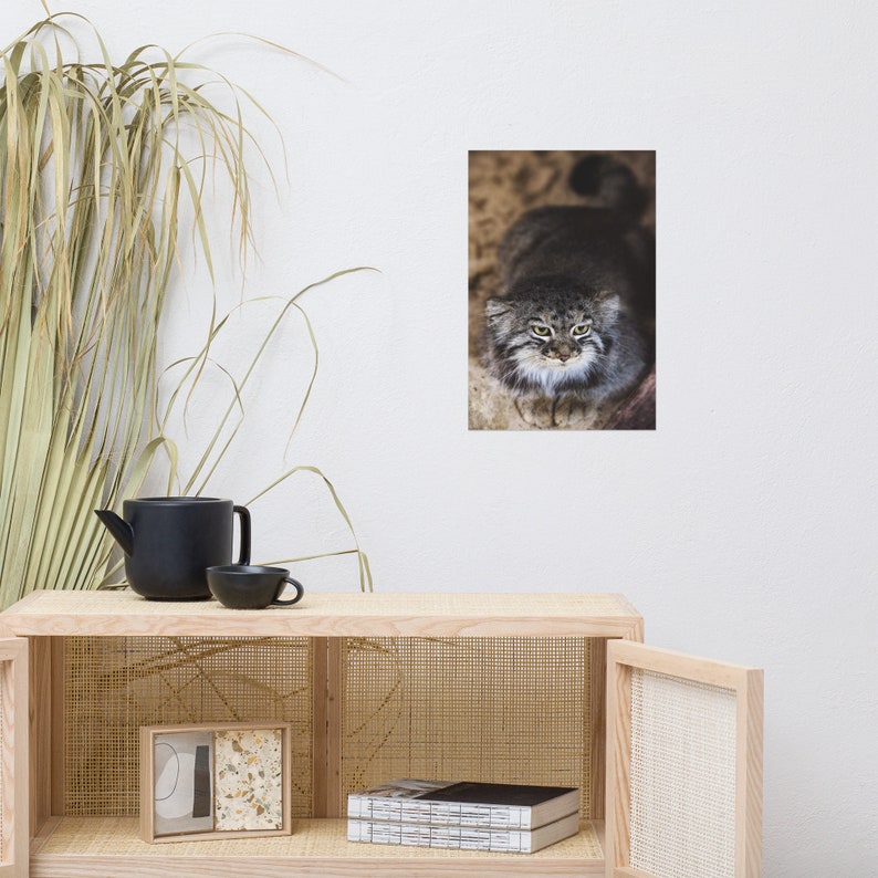 Pallas Cat Paws Poster - Etsy
