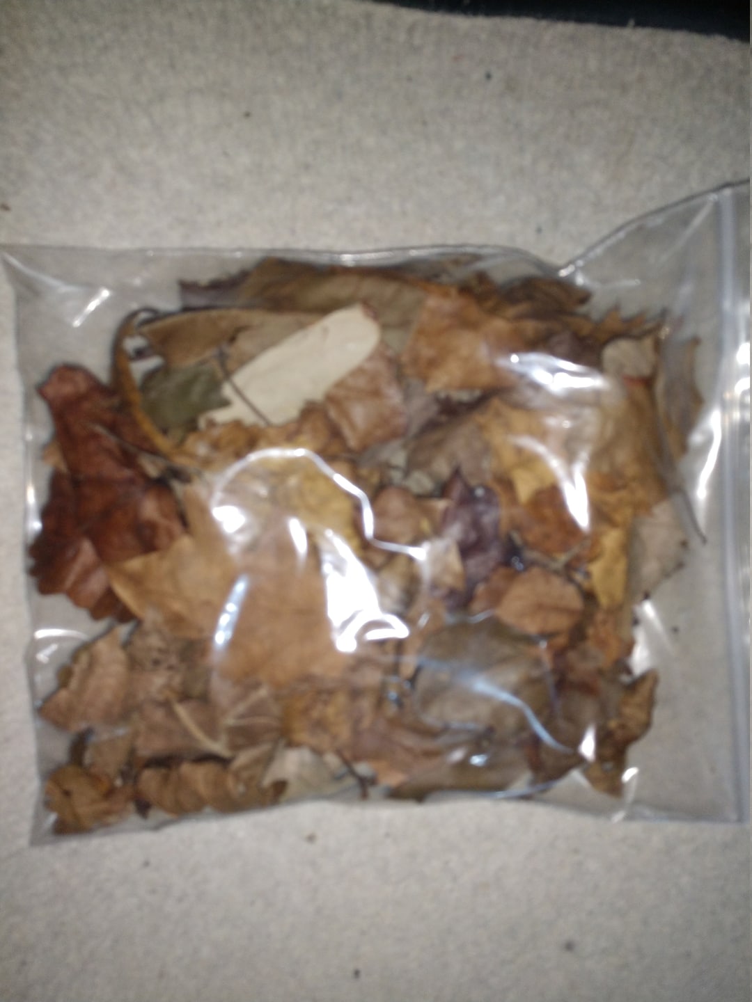Leaves for Leaf Litter -1 Quart or 1 Gallon - Etsy