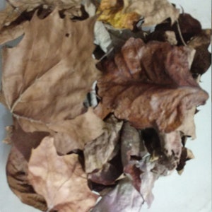Leaves for Leaf Litter -1 Quart or 1 Gallon - Etsy