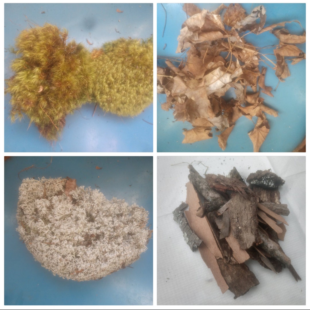 Large Sample Pack Foraged Moss , Lichens ,leaves and Bark - Etsy