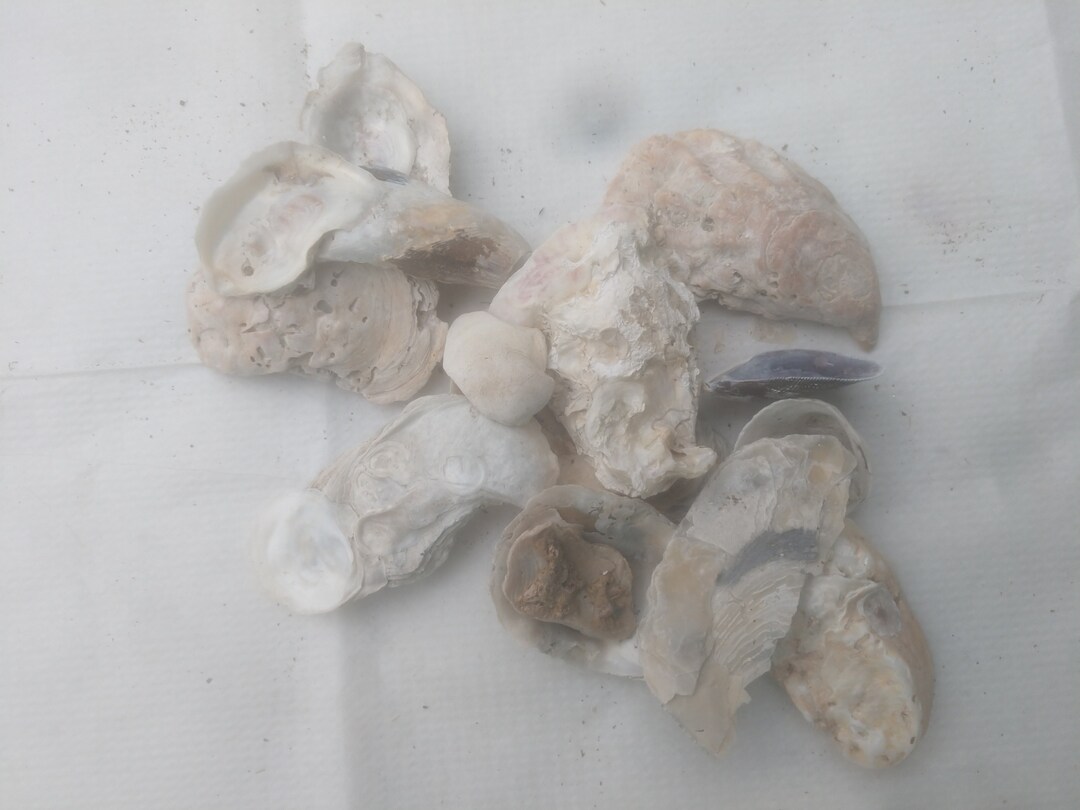 Small - Medium Assorted Oyster / Clam Shells - Etsy