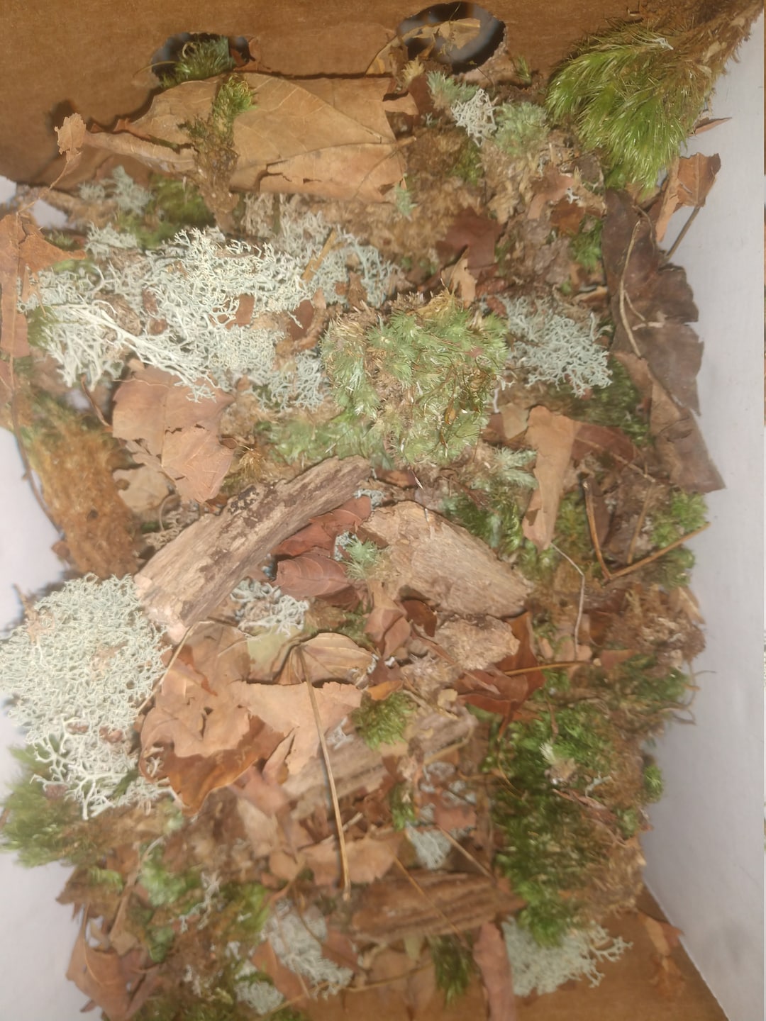 1 Bag of Moss Pit Mix Also Great for Isopods - Etsy