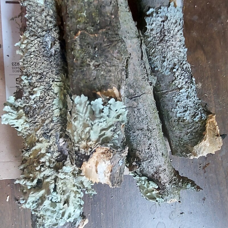 Becauseofcrabs - Etsy