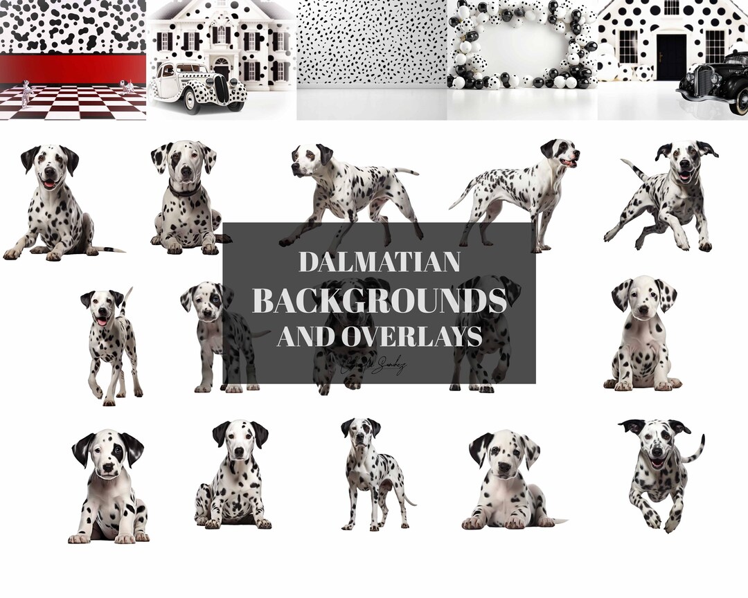 Dalmatian Photography Overlays and Backgrounds (PNG, JPG) - Etsy