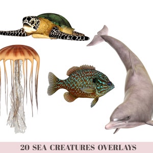 BUNDLE Sea Creatures Overlays, Fish, Jellyfish, Dolphins, Sea Turtles ...