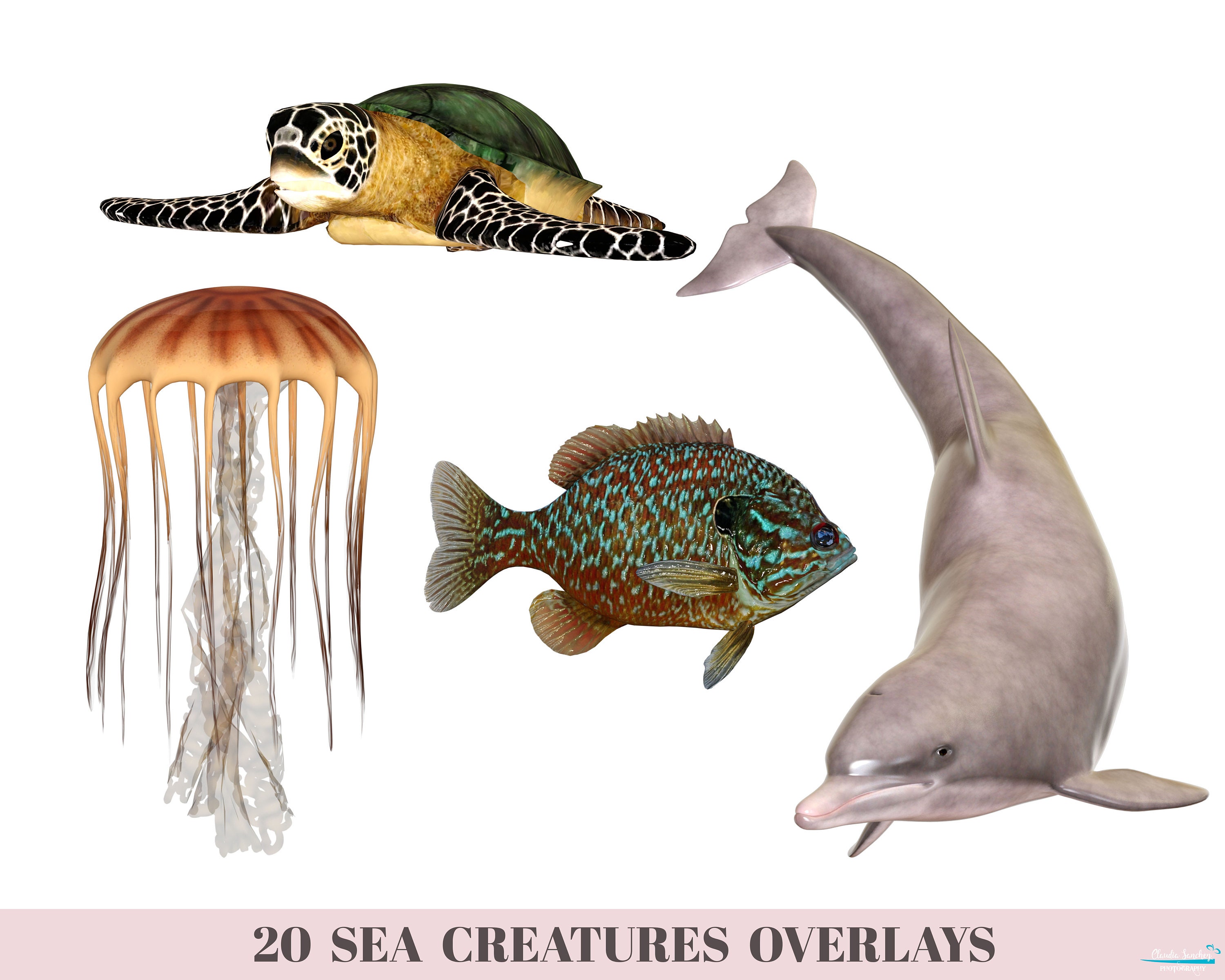 BUNDLE Sea Creatures Overlays, Fish, Jellyfish, Dolphins, Sea Turtles ...