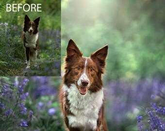 Dog Photoshop - Etsy